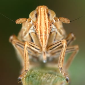Insects Id: Stenocranus minutus (Stenocranus minutus)