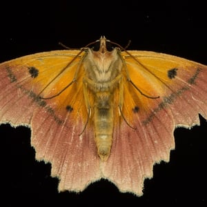 Insects Id: Herochroma urapteraria (Herochroma urapteraria)