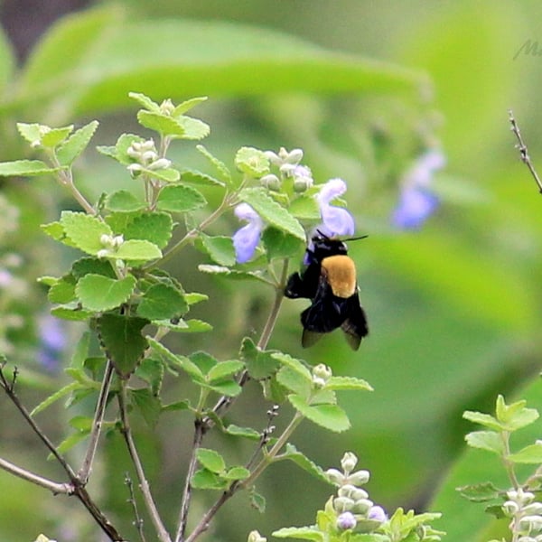 Insects Id: Mexican Oil-Digger (Centris mexicana)
