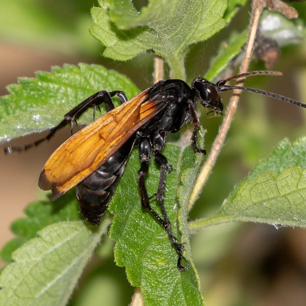 Insects Id: Flamed Tarantula-hawk Wasp (Hemipepsis ustulata)