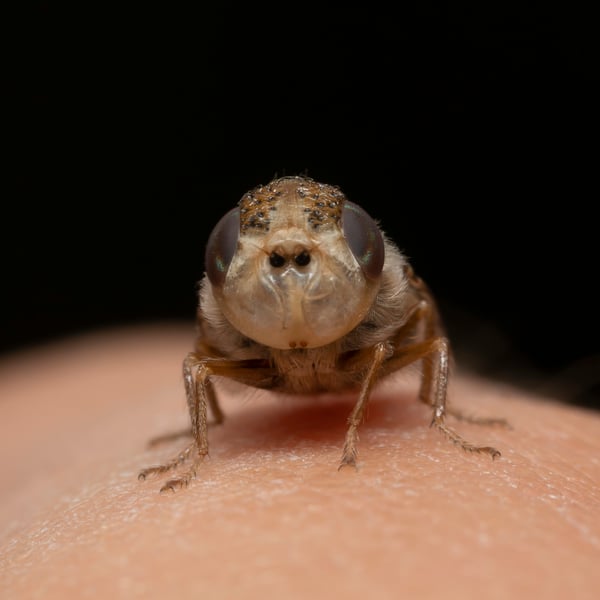 Insects Id: Sheep Nostril Fly (Oestrus ovis)