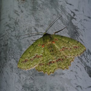 Insects Id: Herochroma supraviridaria (Herochroma supraviridaria)