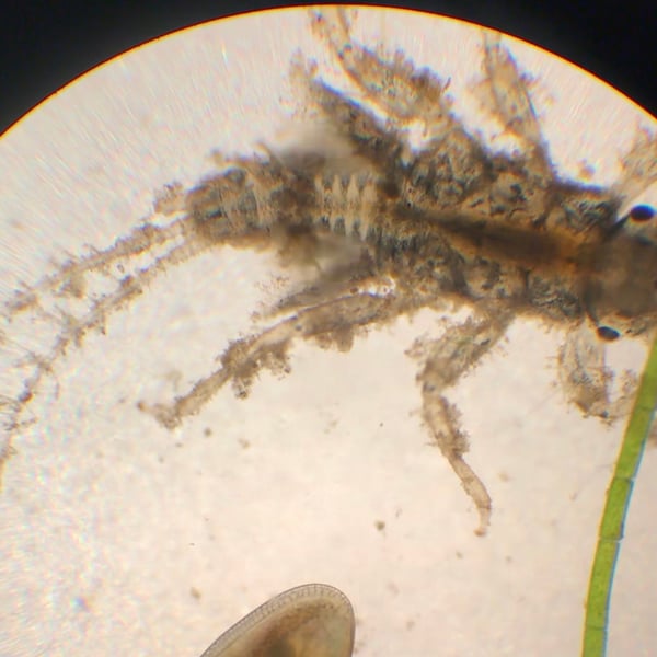 Insects Id: Common Square-gills (Caenis)