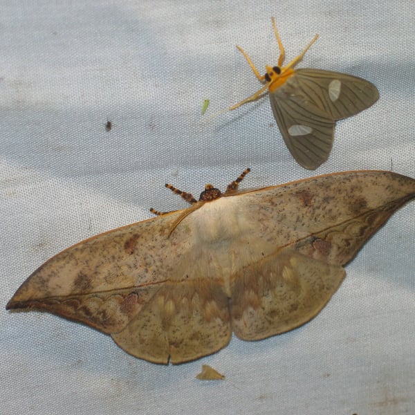 Insects Id: Lonomia achelous (Lonomia achelous)