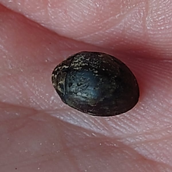 Insects Id: Moss Beetles (Byrrhidae)
