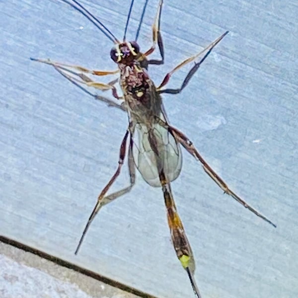 Insects Id: Anomalon (Anomalon)