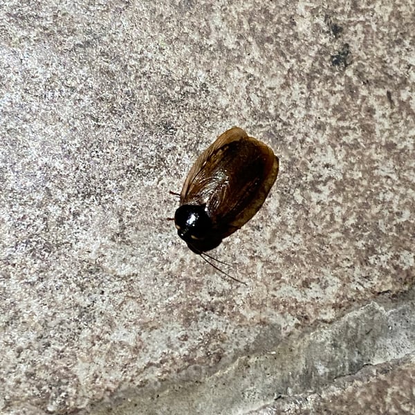Insects Id: Giant Cockroaches (Blaberidae)