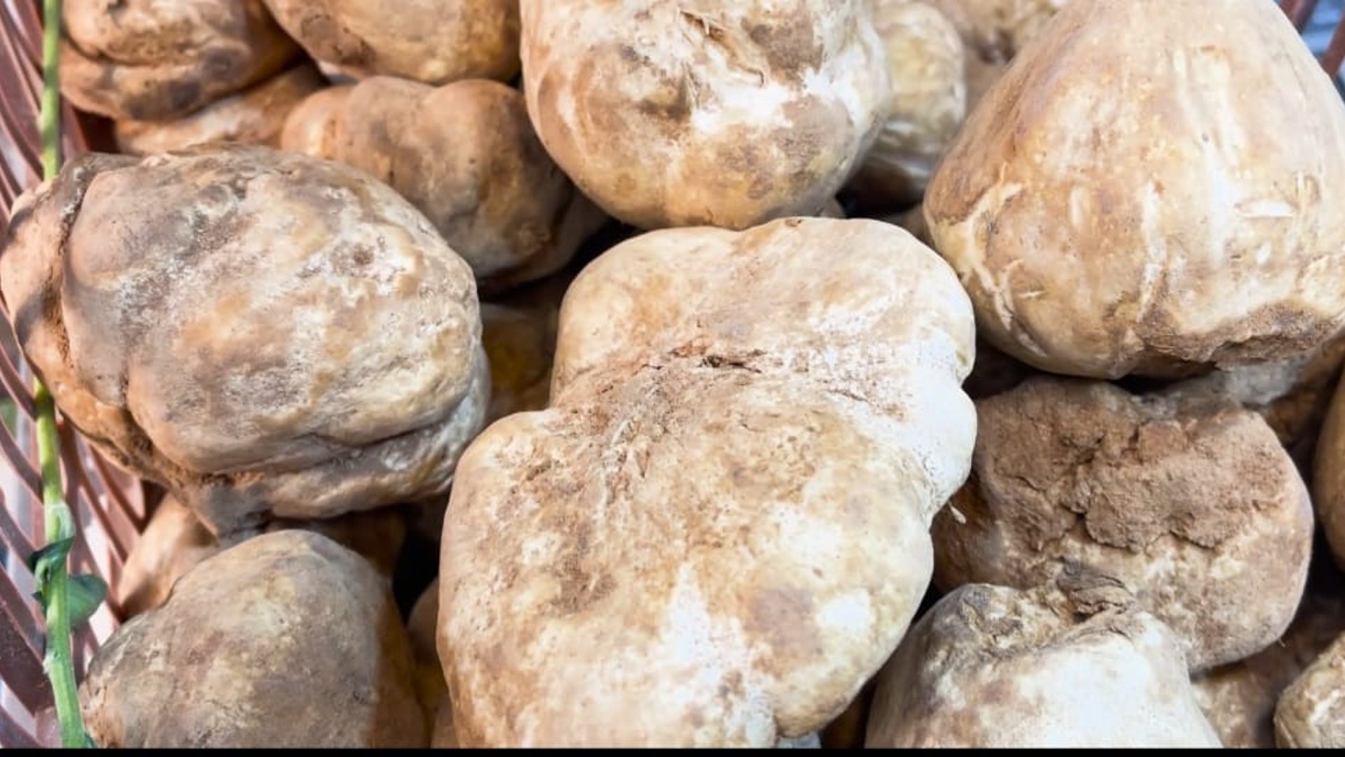 Local truffles dominate Sulaymaniyah market » 964