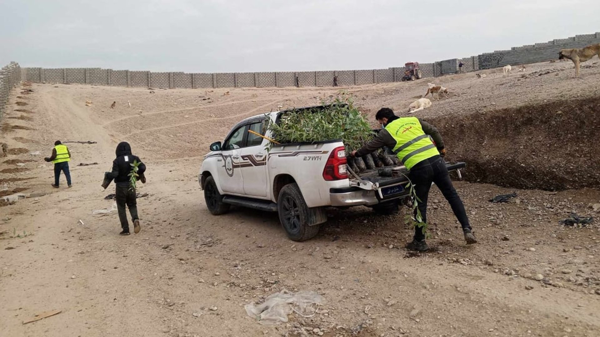 Over 2,000 trees planted in Erbil shelter for stray dogs » 964media