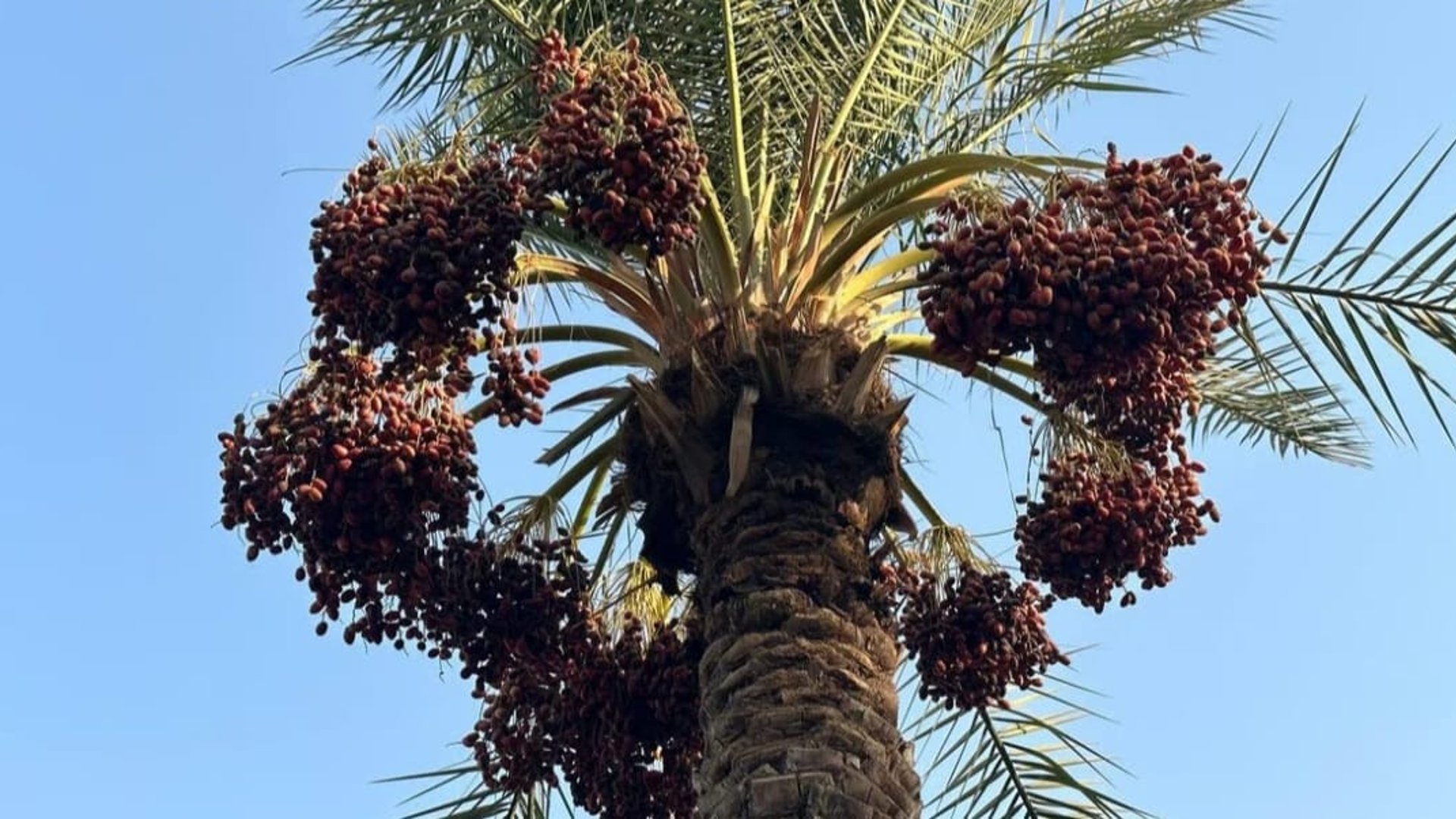 Iraq's palm tree population exceeds 22 million | Hatha Alyoum