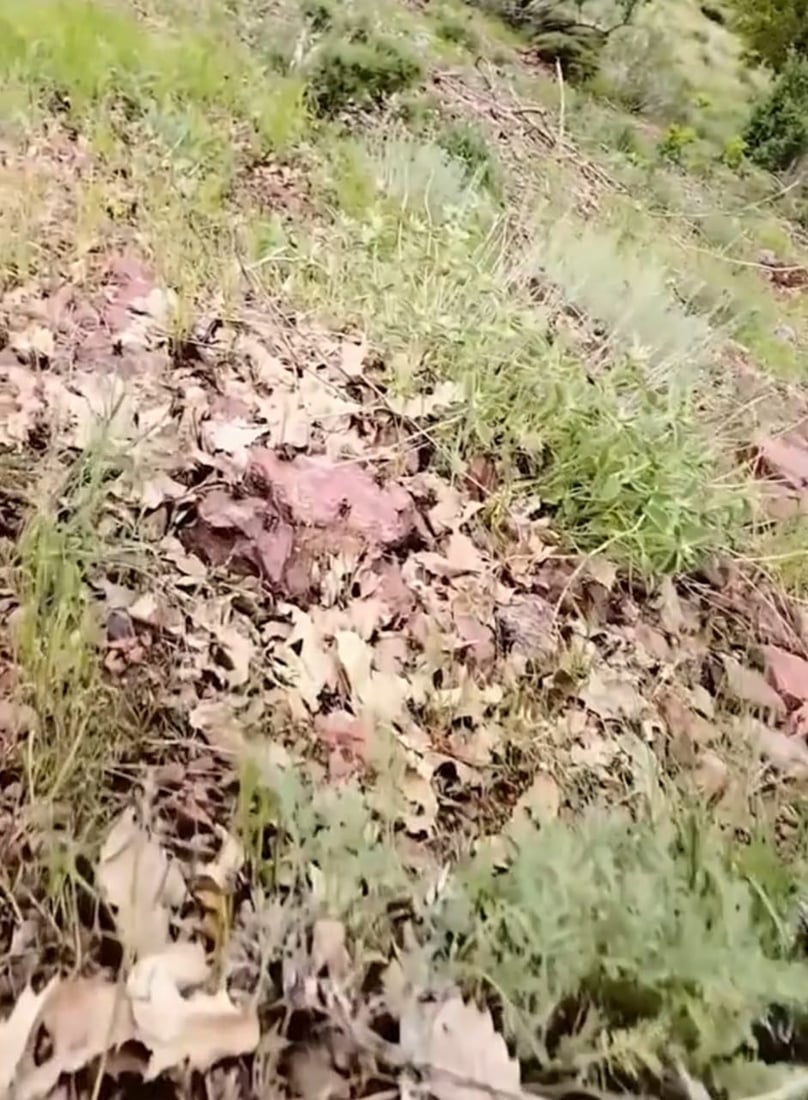 Grasshopper infestation threatens agriculture in Sidakan » 964media