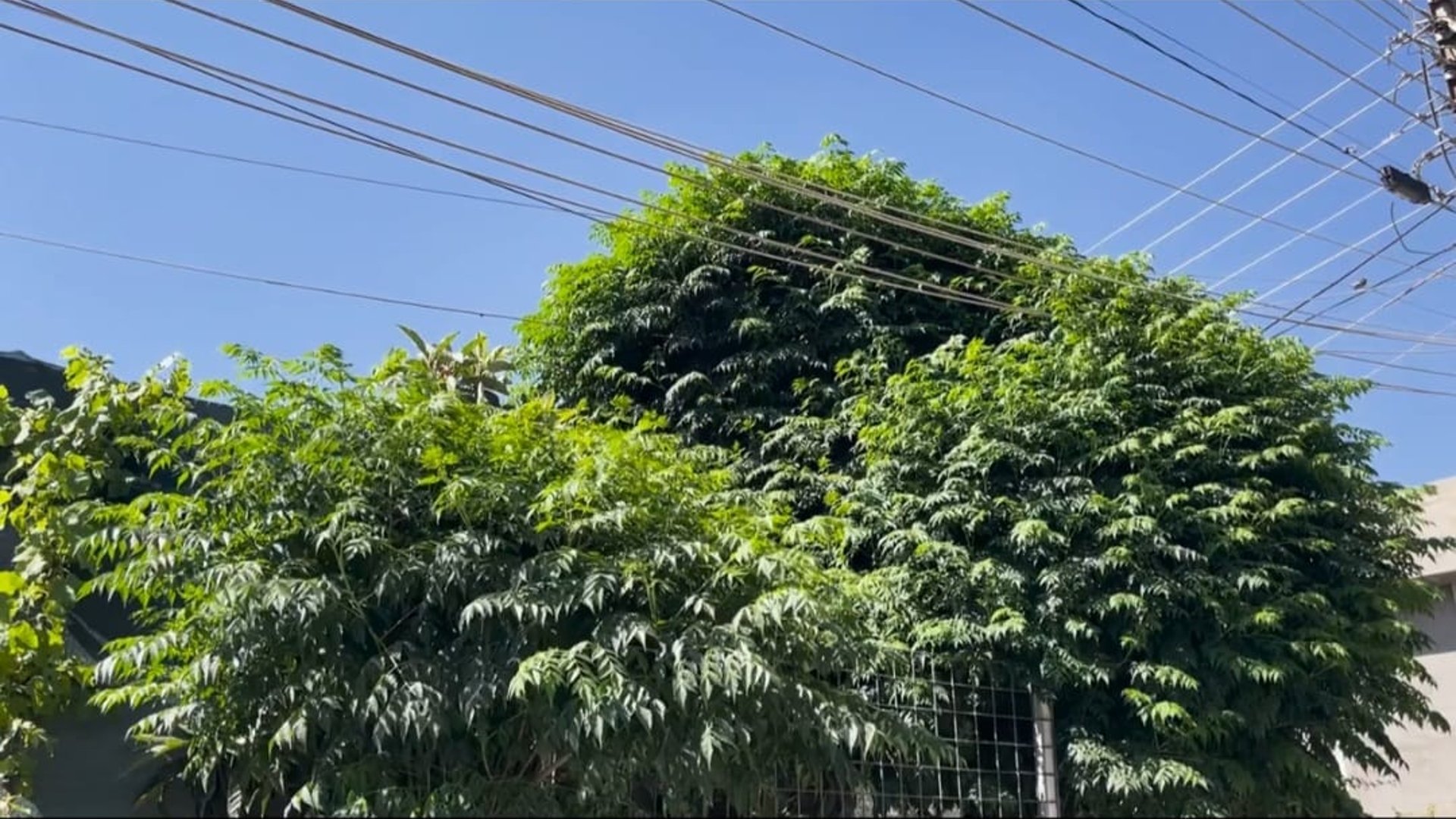 Sulaymaniyah electricity directorate warns against planting trees near ...