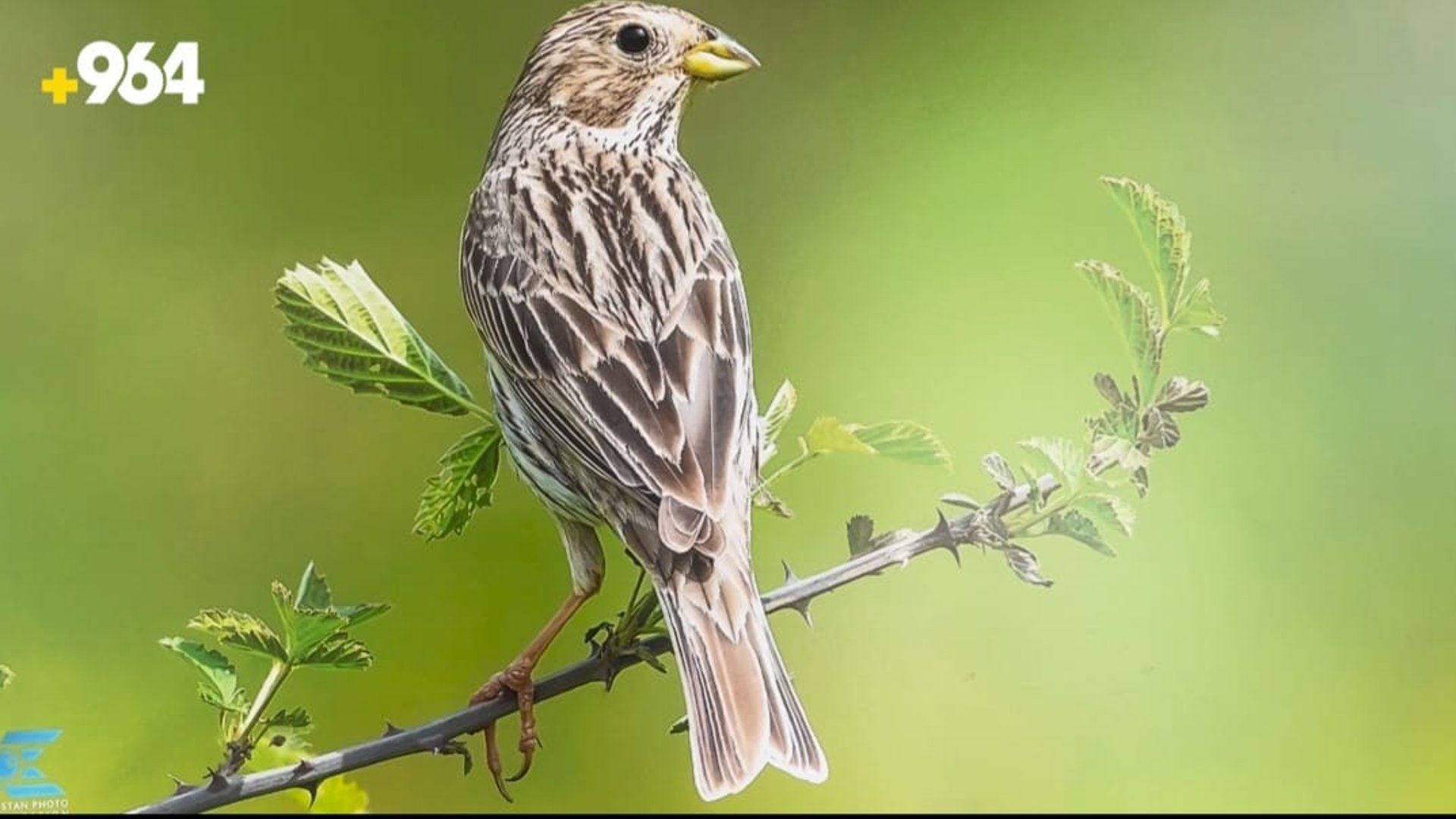 Kurdistan wildlife photography showcased in Erbil exhibition » 964media