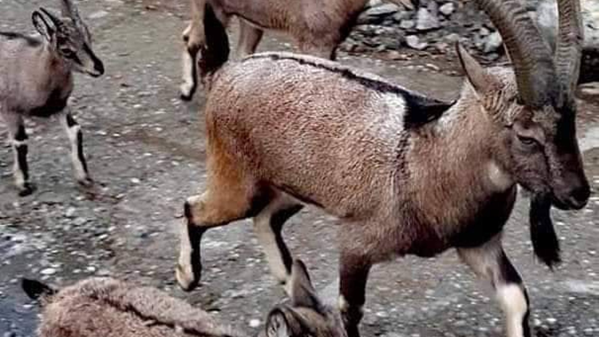 The wild goats roaming through Kurdistan’s mountains » 964media