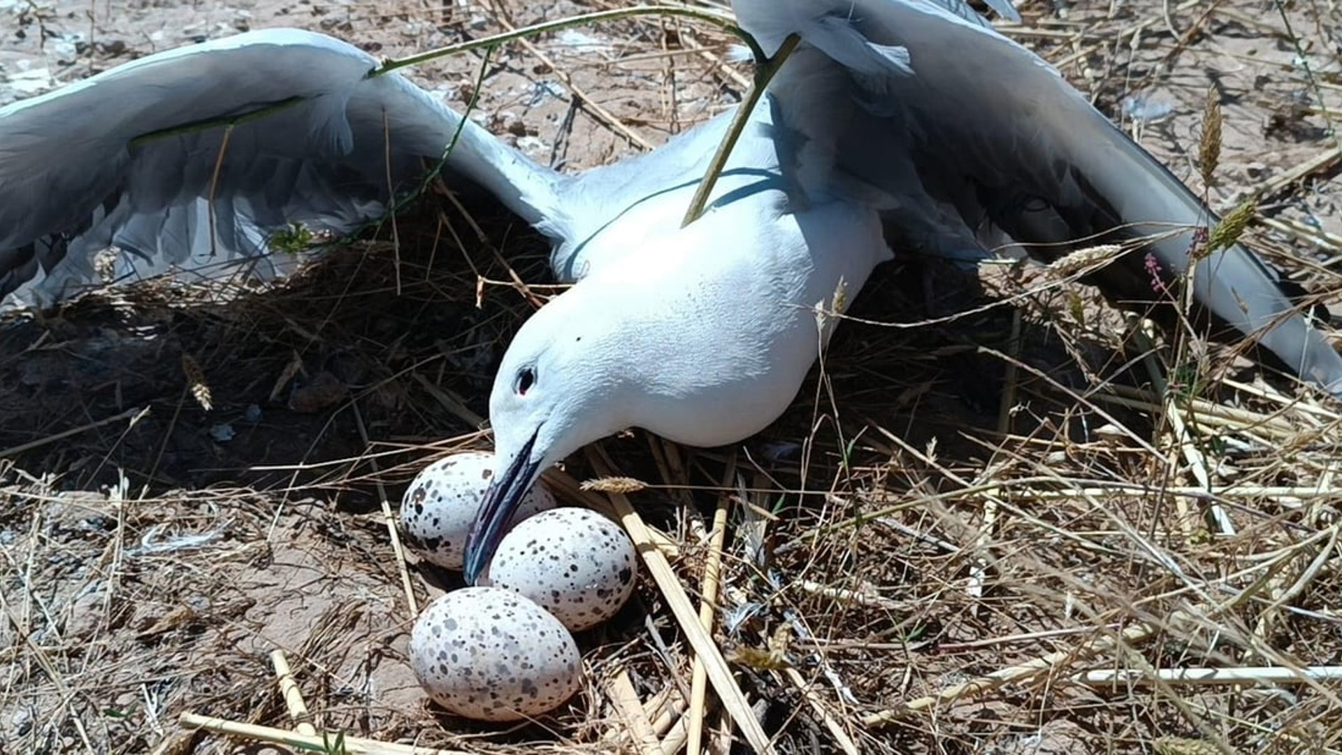 Outbreak of avian influenza among gulls in Sulaymaniyah confirmed ... Outbreak of avian influenza among gulls in Sulaymaniyah confirmed ...
