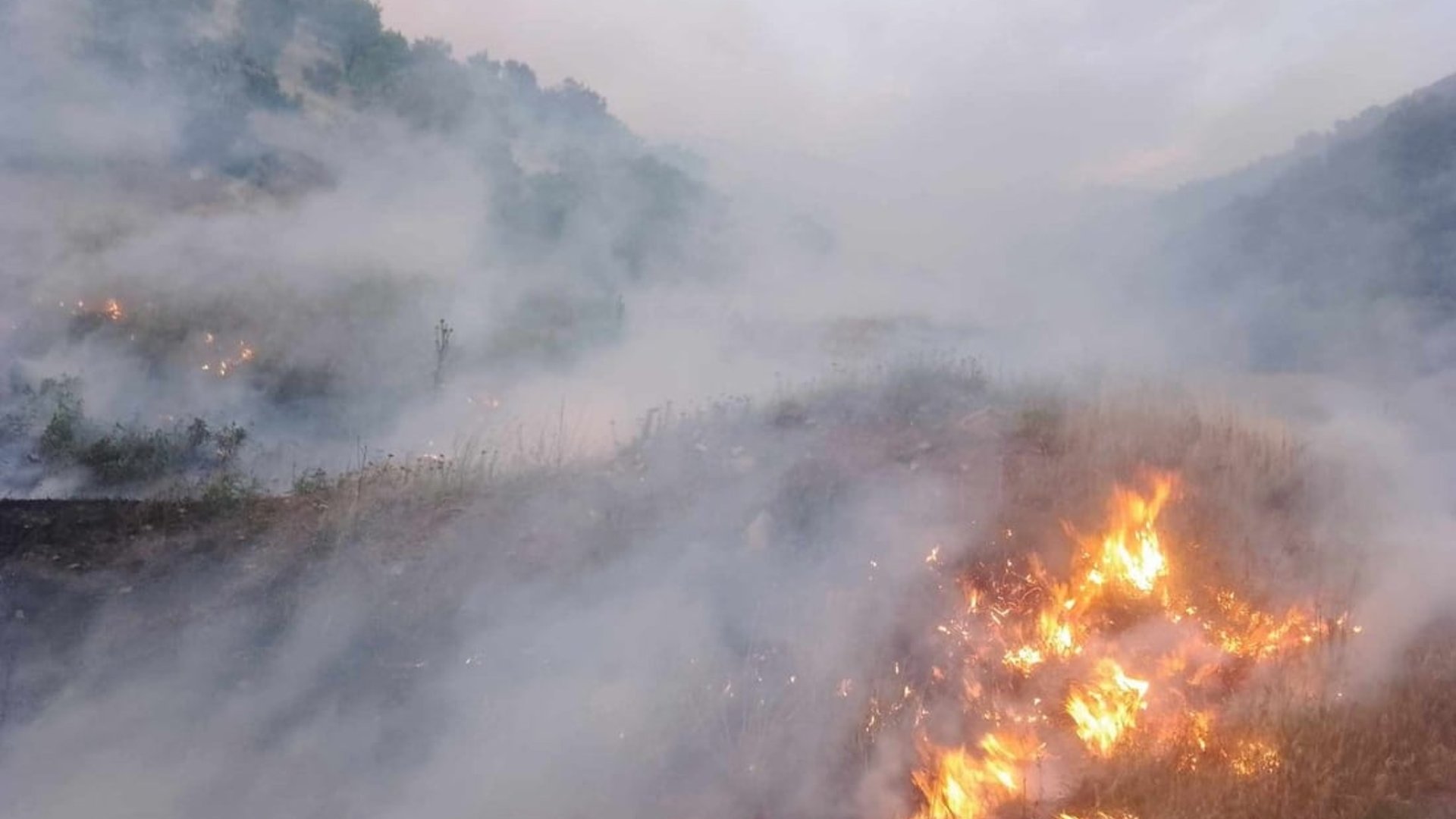 Forest fire destroys 124 acres of land in Penjwen | Hatha Alyoum
