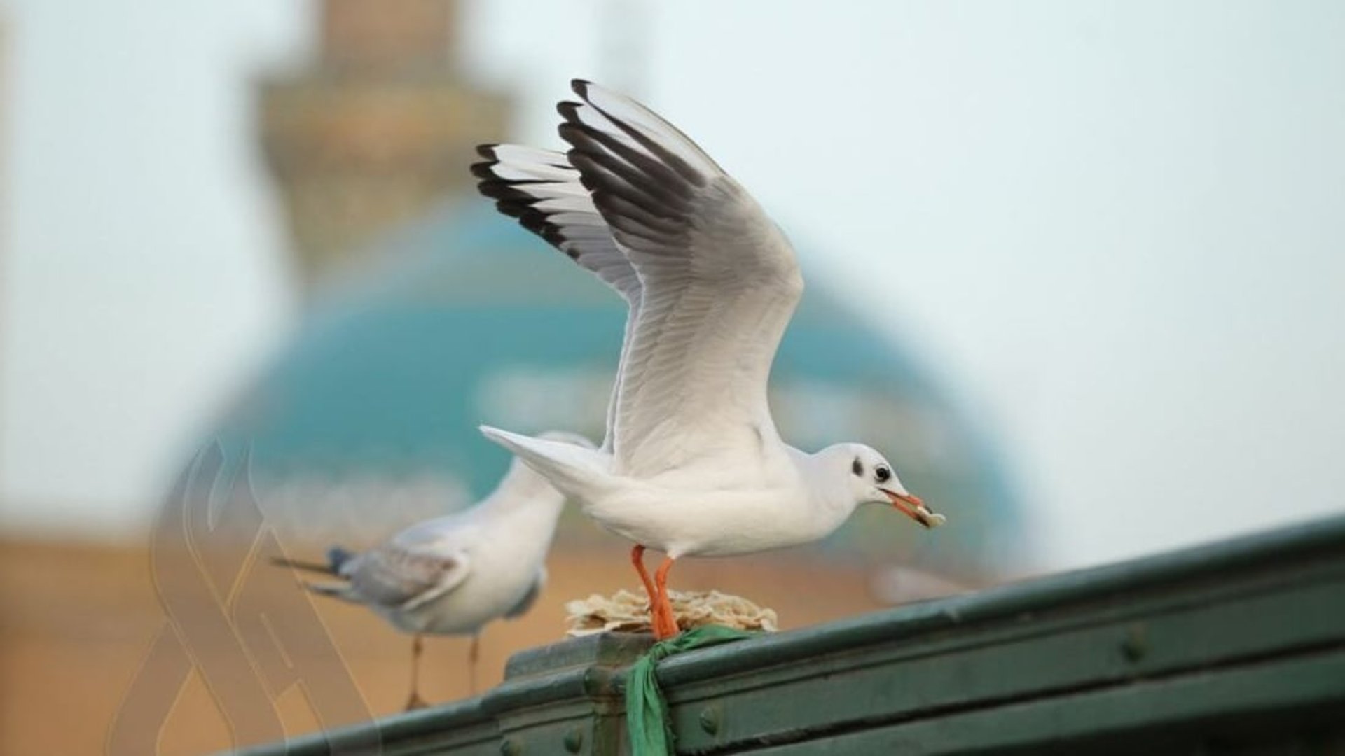 Bird flu case among gulls in Salah Al-Din reported » 964media