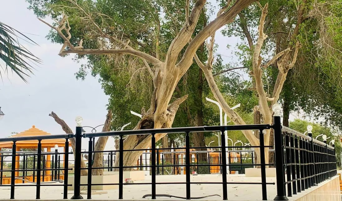 Al-Qurnah’s Adam tree park rehabilitation project nears completion ...