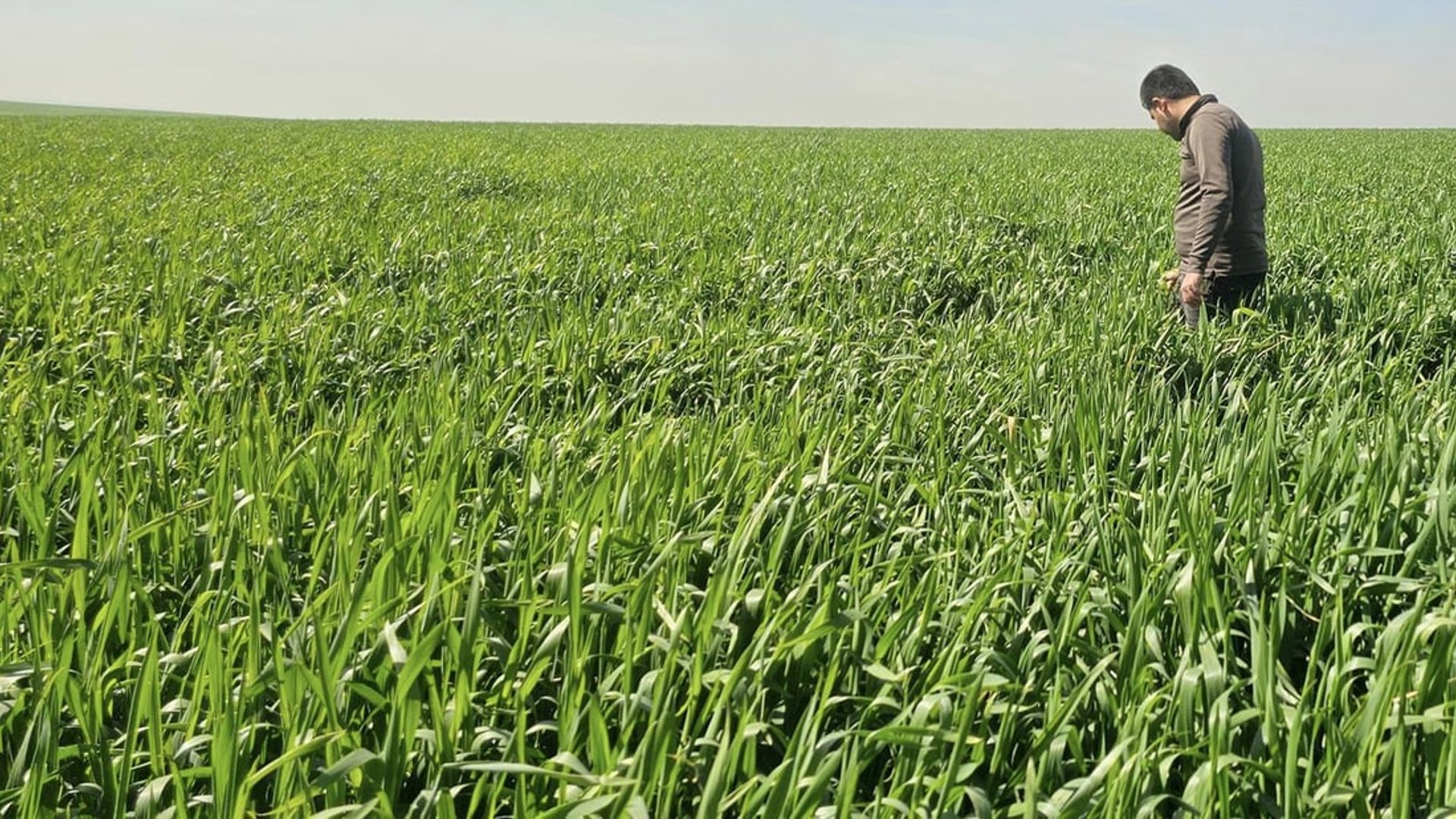 Local wheat cultivation shows promising results » 964media