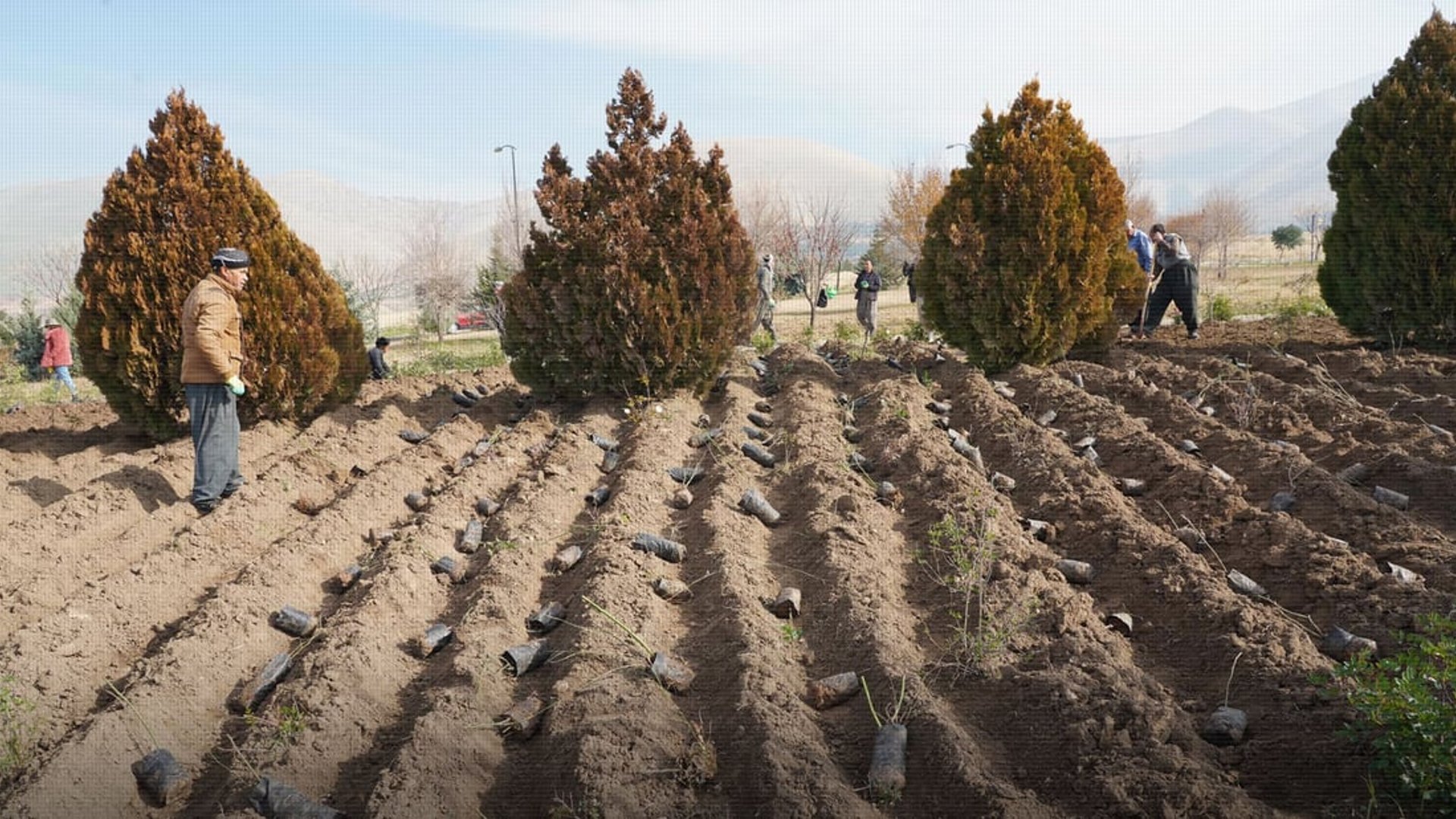 Revitalization of Hawari Shar Park with Extensive Greenery » 964