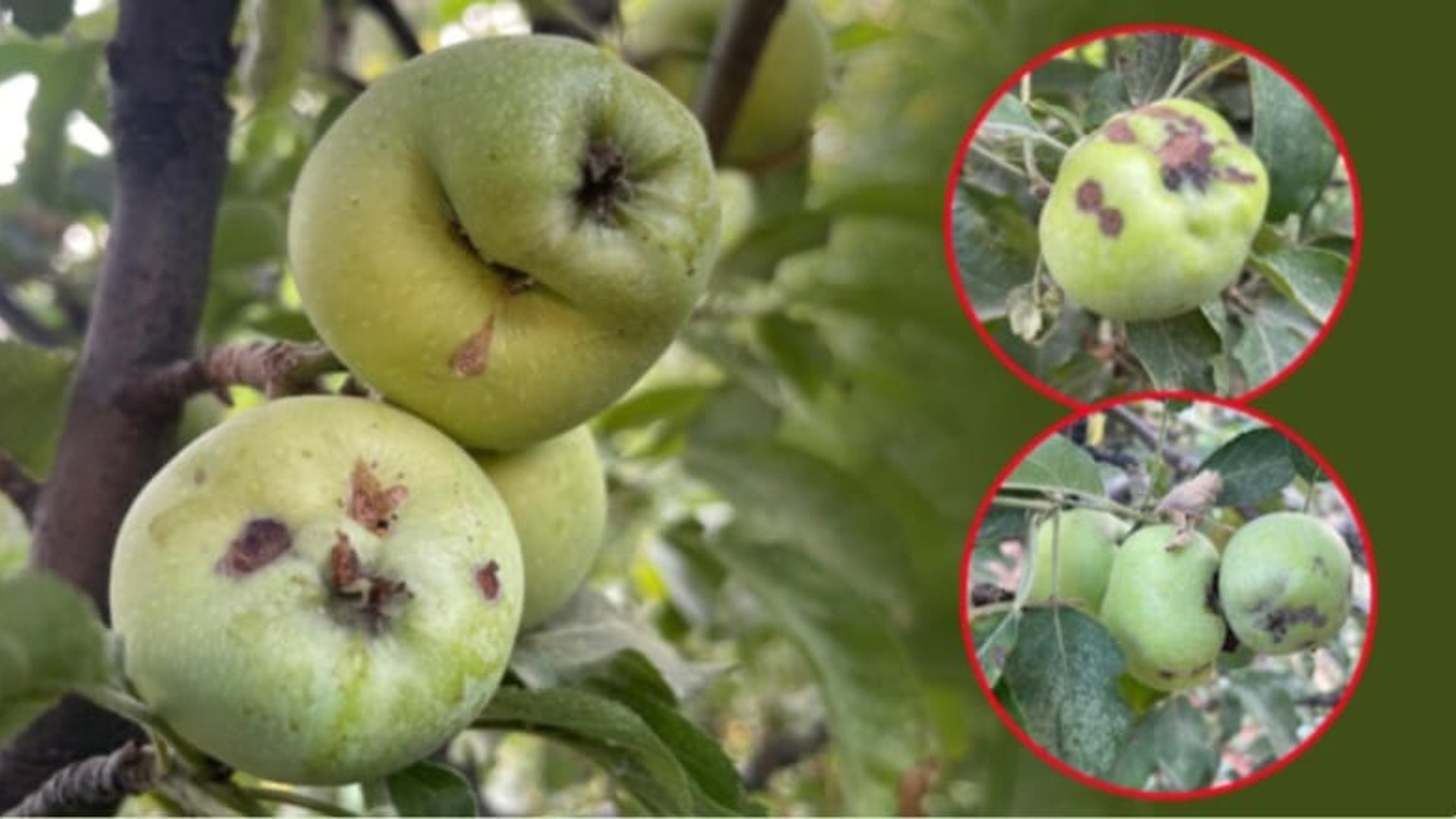 Duhok agriculture addresses apple trees pest infestation » 964media
