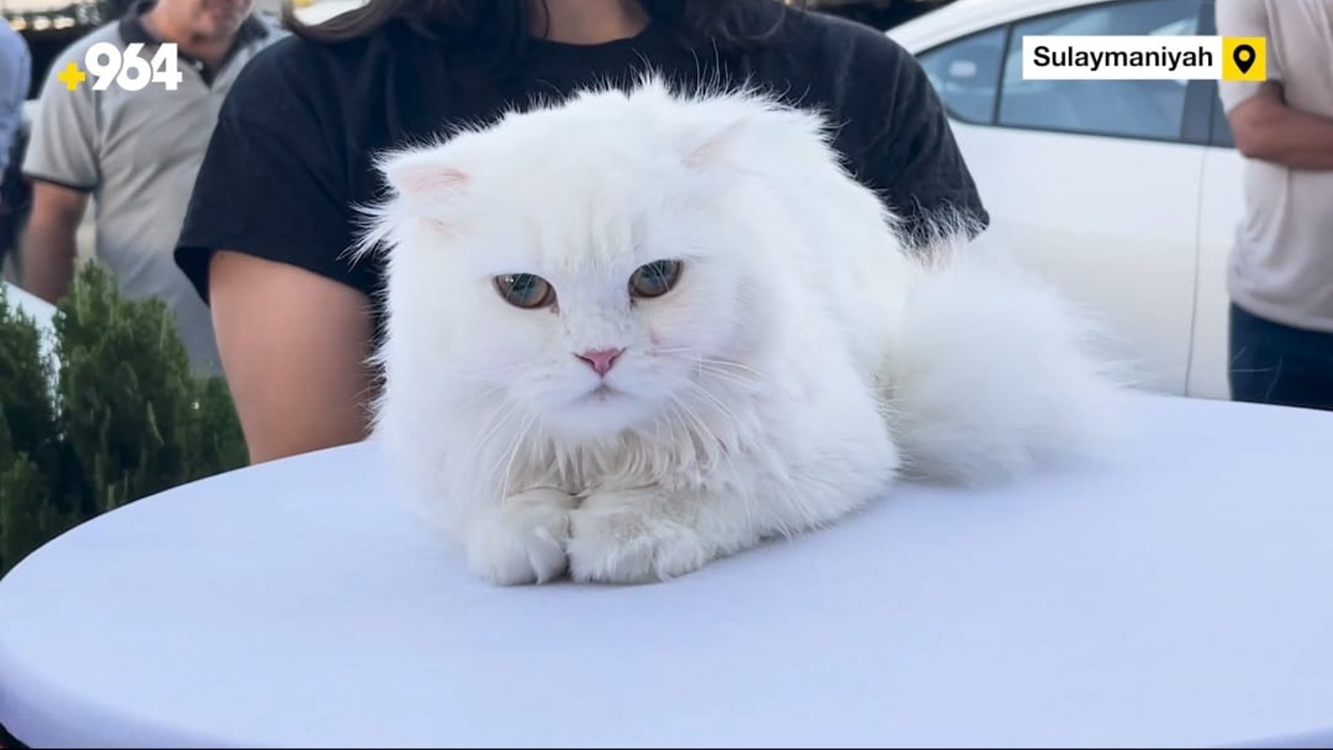 Six-month-old Scottish cat wins top prize at Sulaymaniyah feline beauty ...