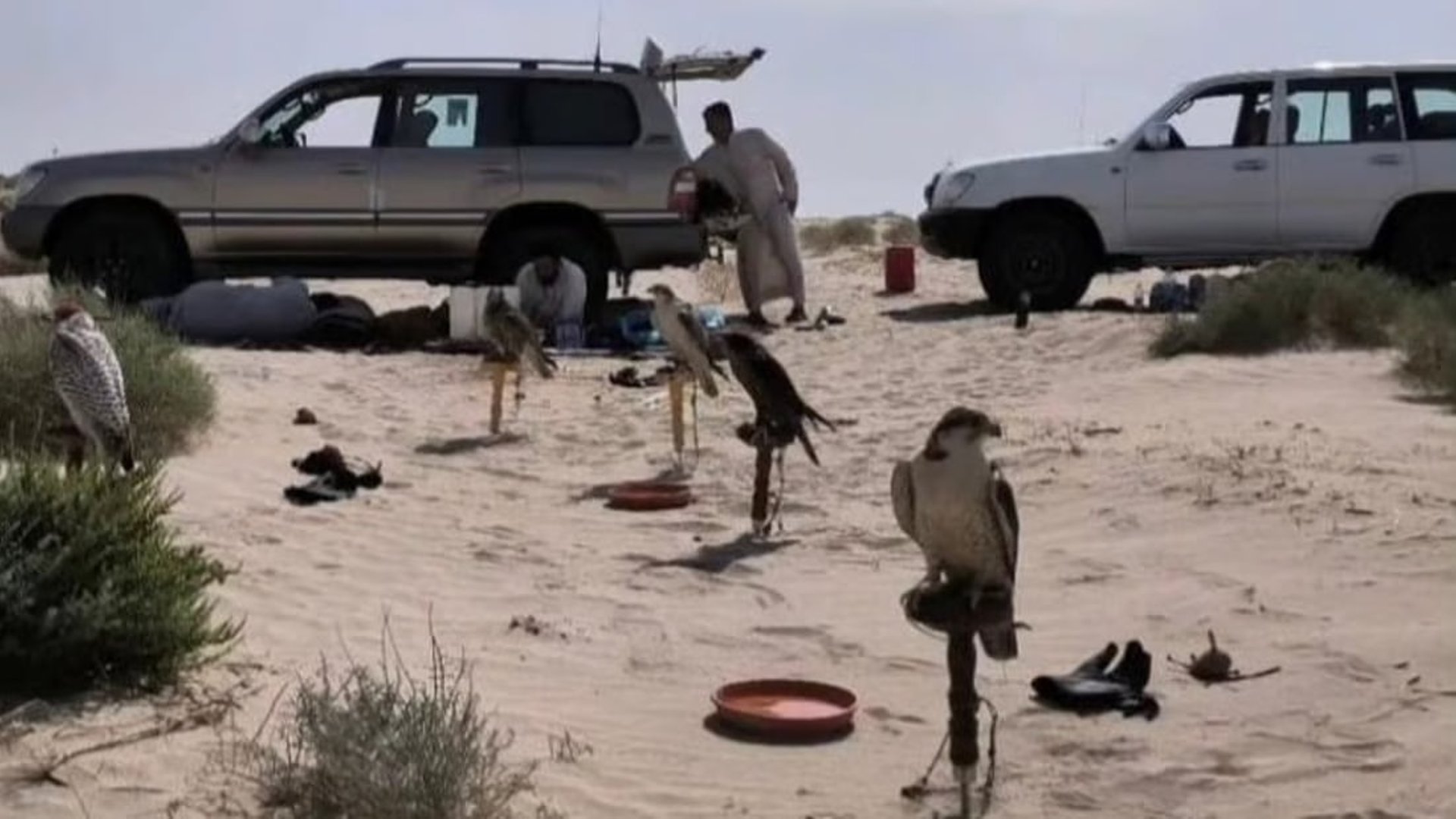 Basra falconers request easy entry for Gulf citizens to hunt in Iraq ...