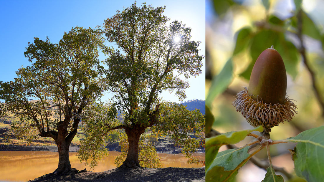 Kurdistan Region boasts five distinct species of oak trees » 964media