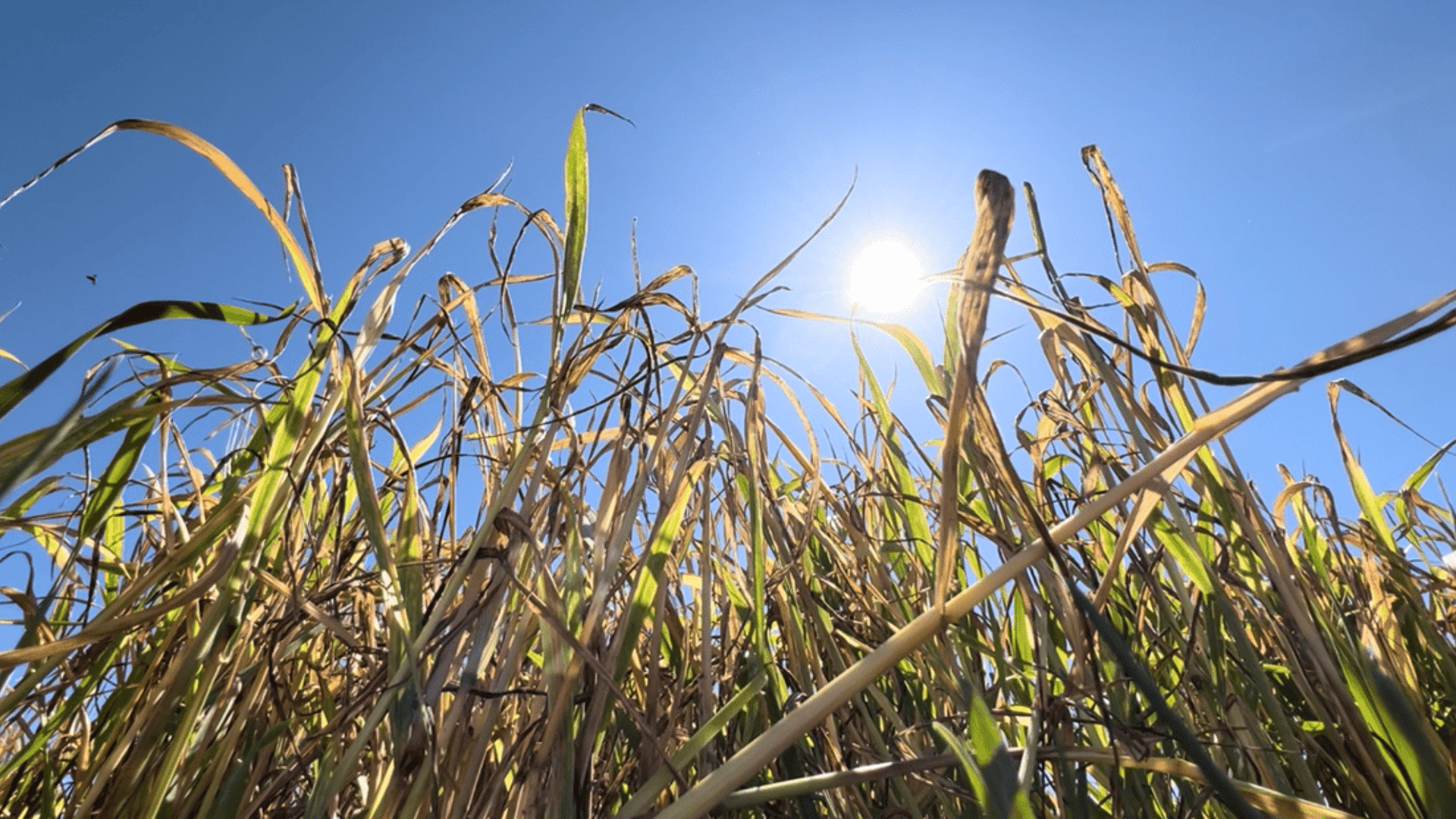 Rain, cold weather severely damage Raperin wheat production » 964media