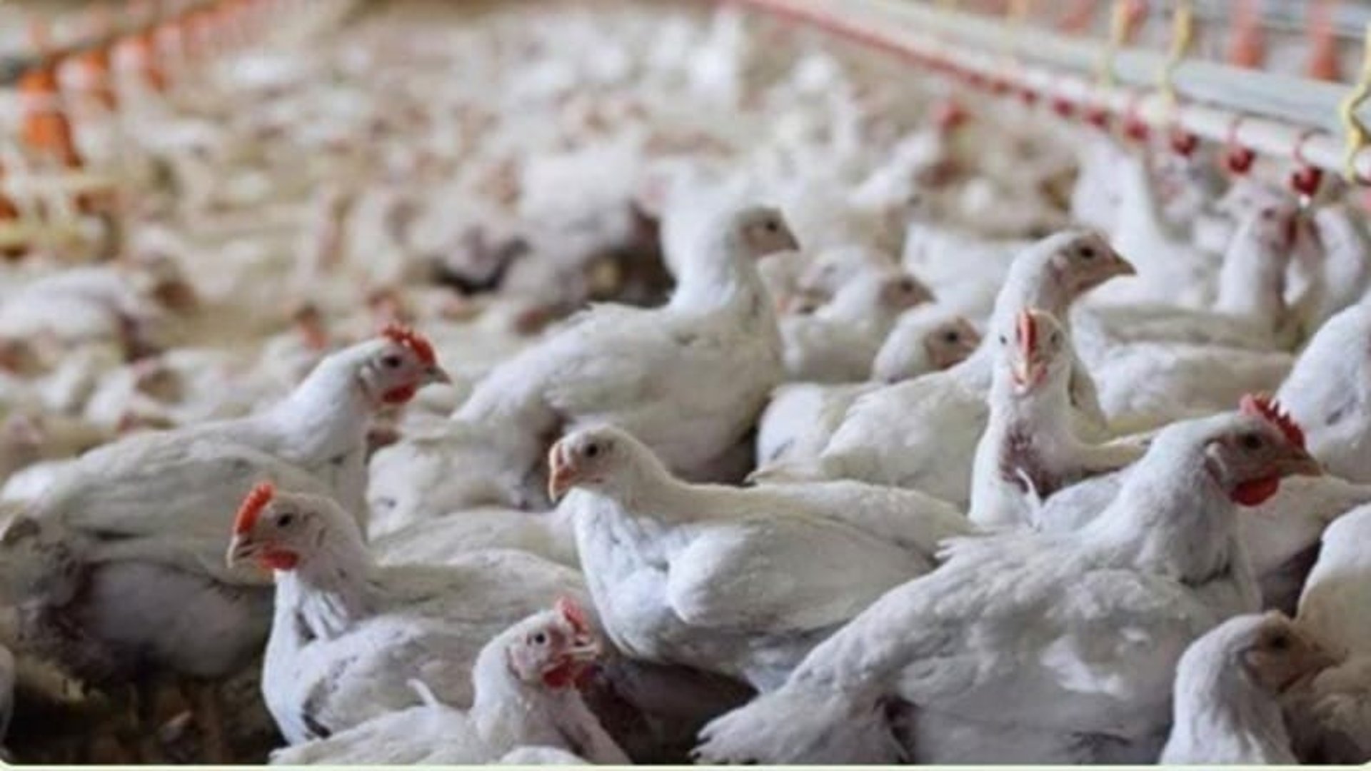 Viral outbreak hits poultry farms in Kurdistan and Iraq | Hatha Alyoum