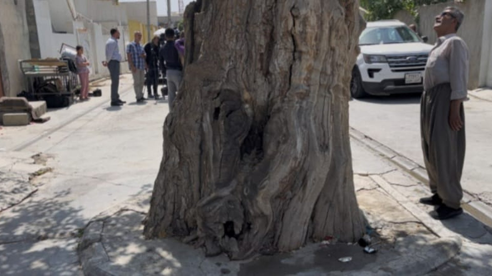 Sulaymaniyah announces project to identify region’s oldest trees » 964media