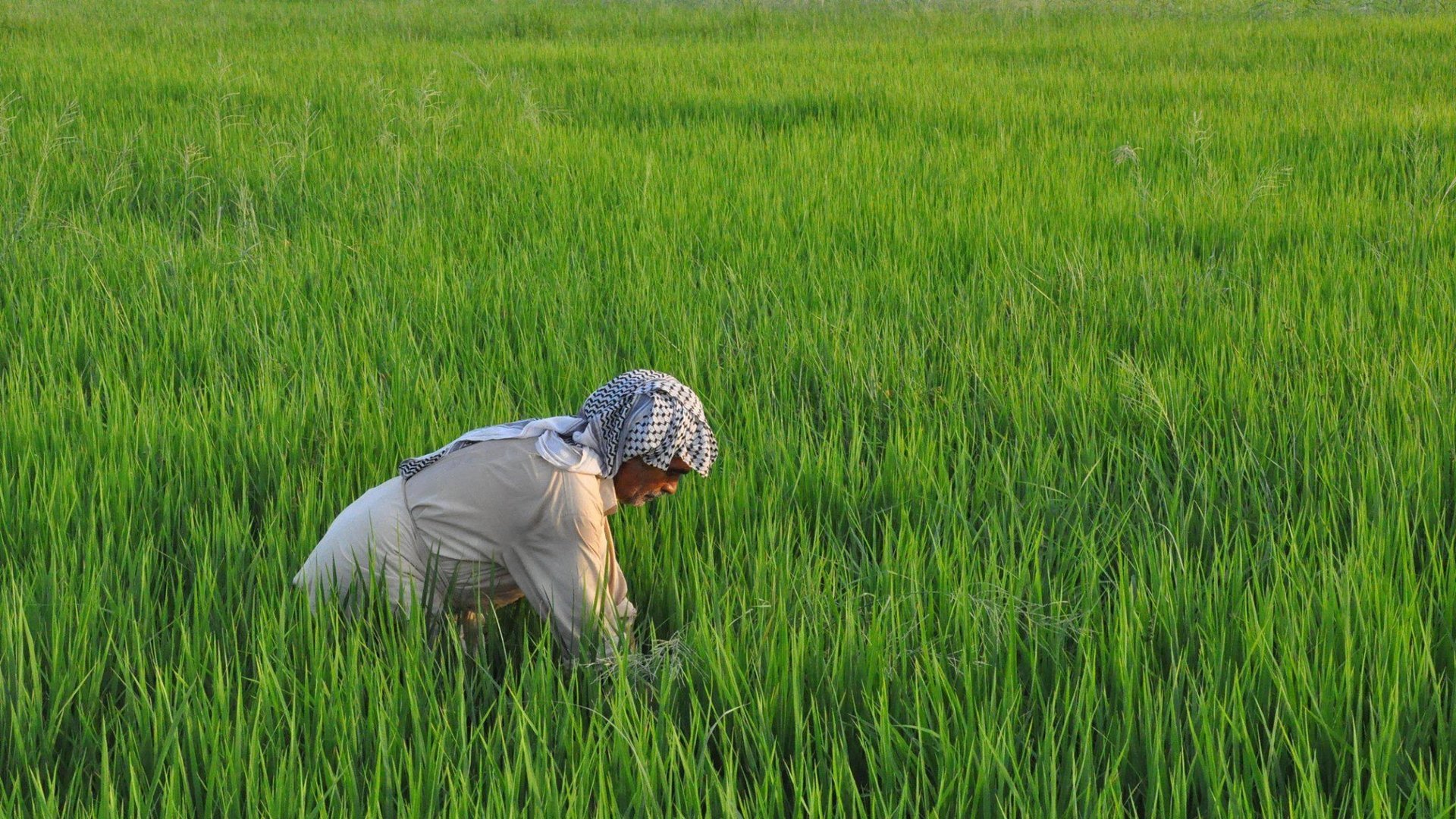 Iraq to resume cultivation of amber rice | Hatha Alyoum