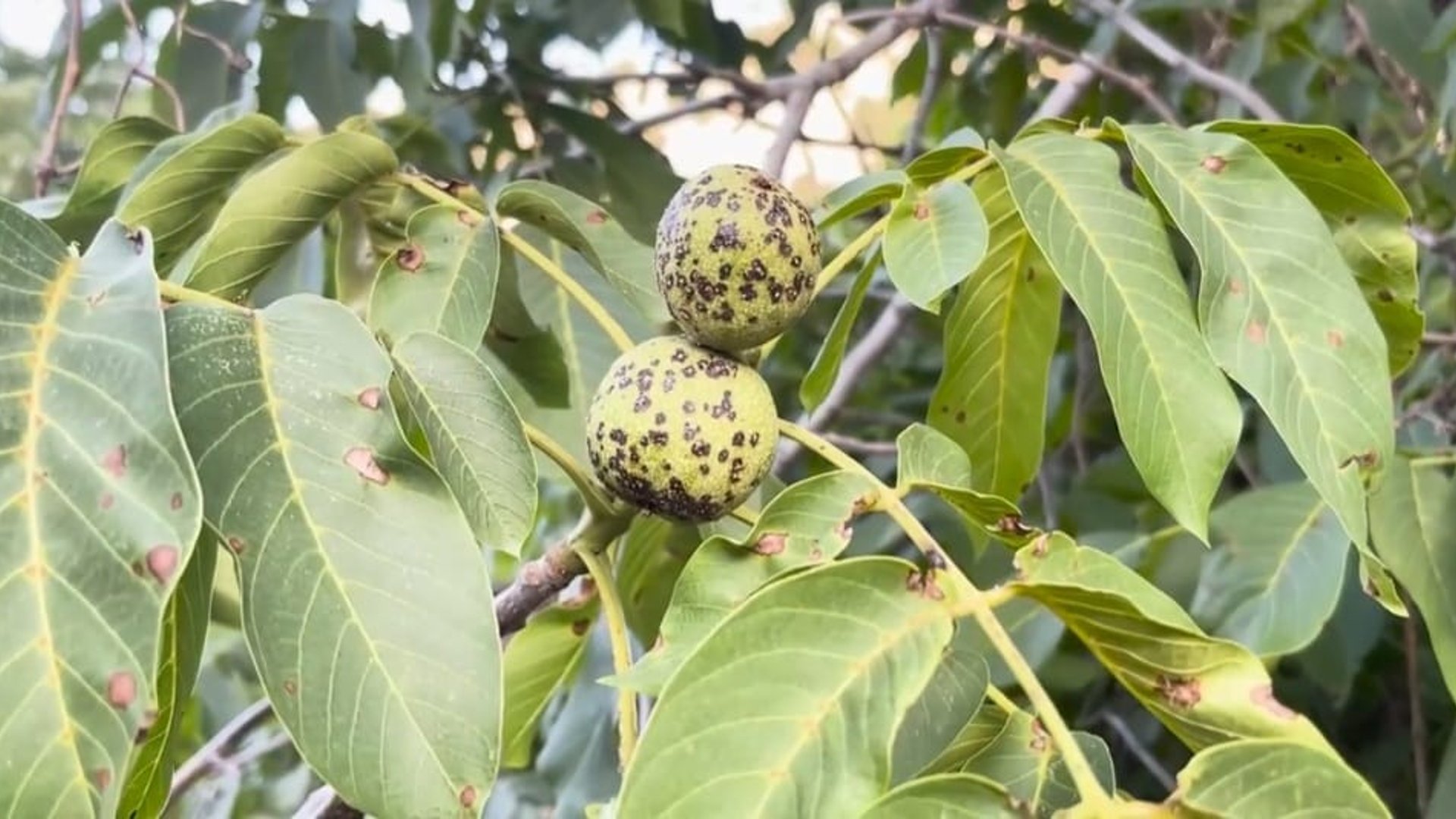 Walnut trees in Raparin threatened by blight | Hatha Alyoum