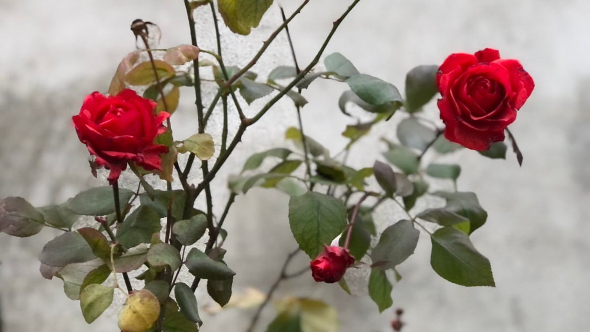 Unprecedented winter blooms: rose garden flourishes in chilly Penjwen ...