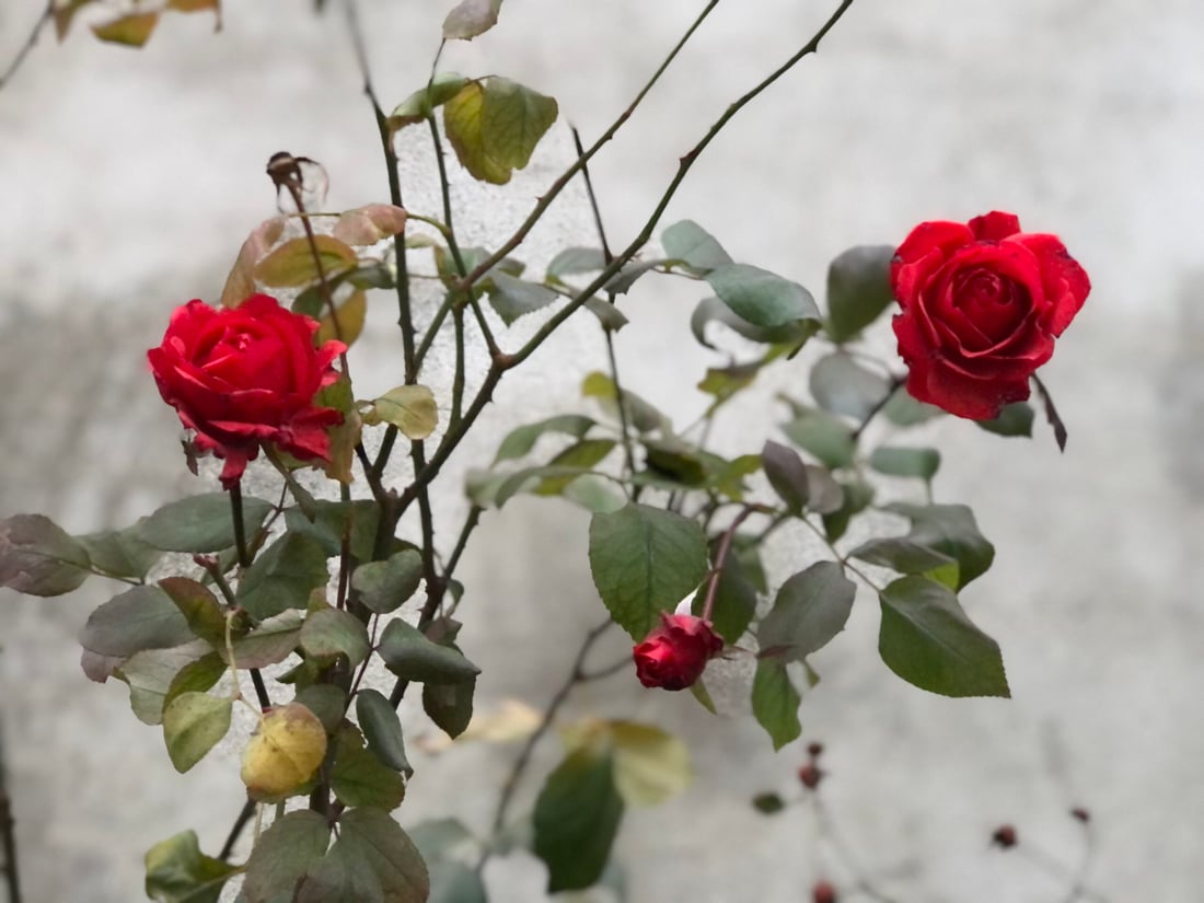 Unprecedented winter blooms: rose garden flourishes in chilly Penjwen ...