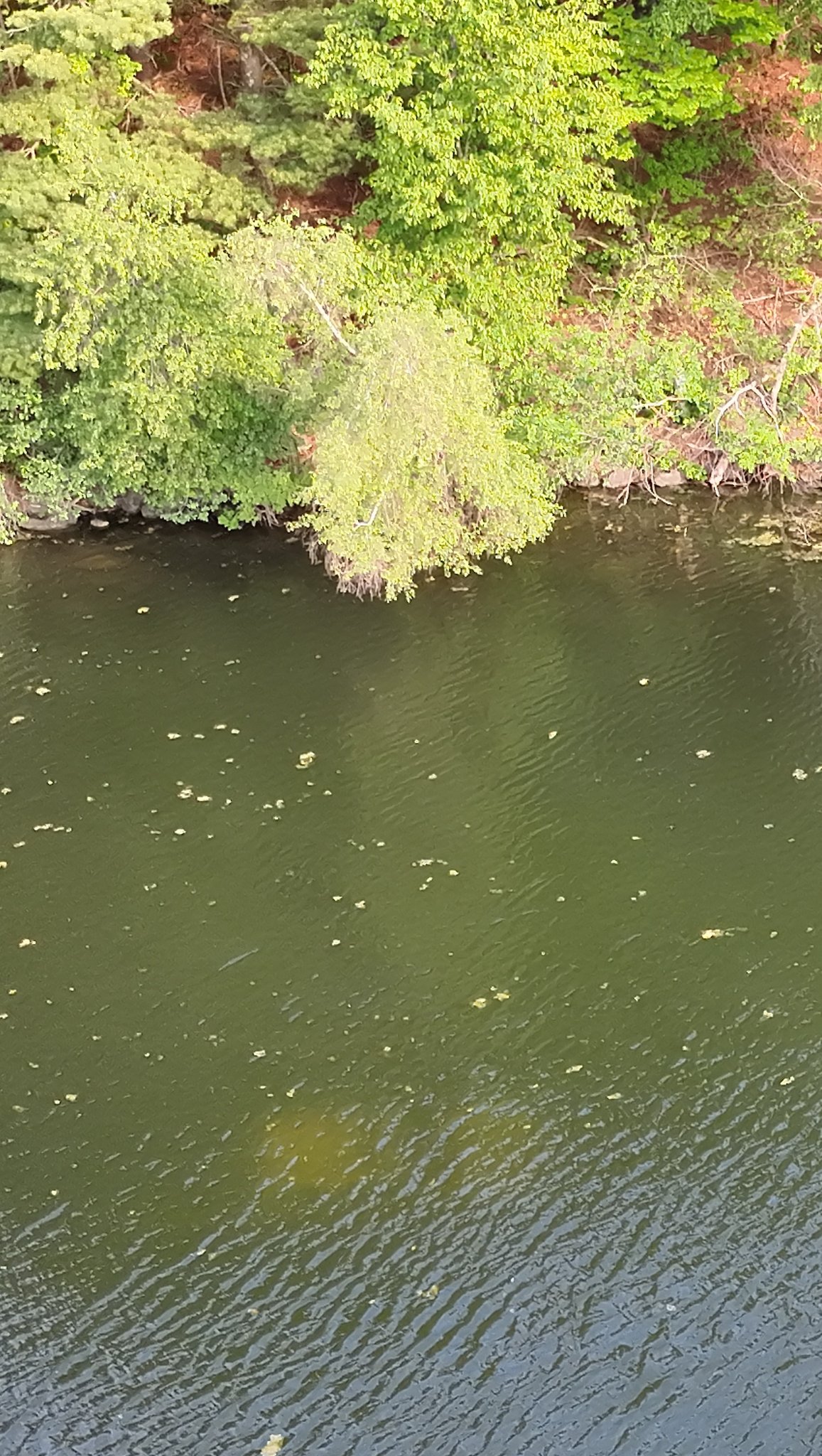 Wayland Police Investigate Report of Submerged Car in Lake Cochituate ...