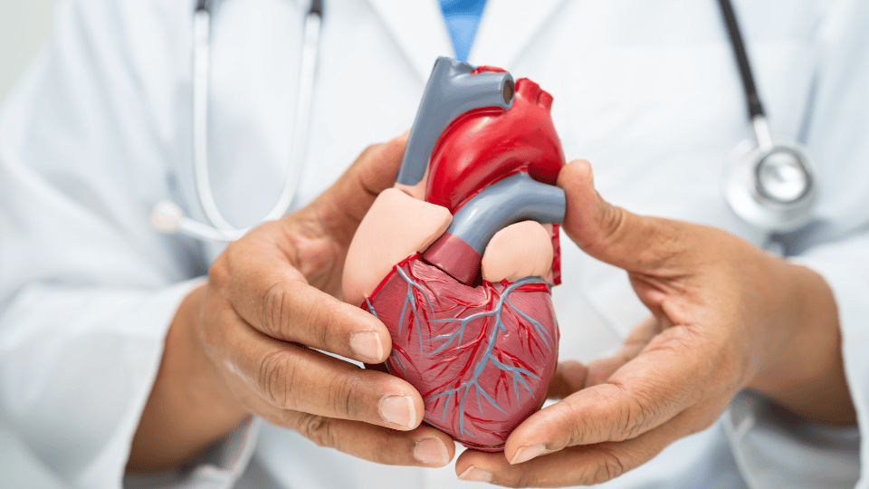 A-Z Cardiology Series: Atrial Fibrillation & Heart Murmurs - MEDD Australia