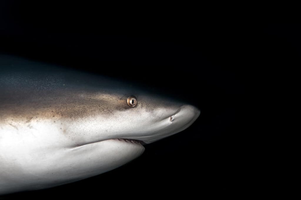 Unveiling the wonders of Fiji's shark reef marine reserve