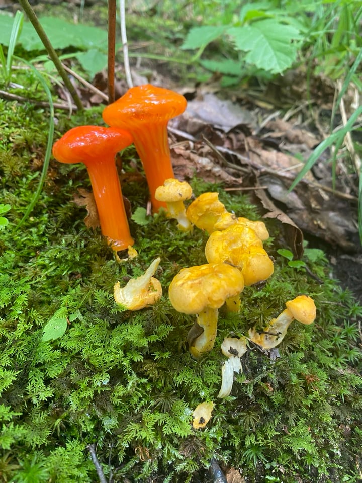 Chanterelle pivot tops | Shop Pivot Attachments on GlassPass