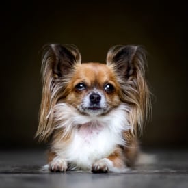 Waggel Blog - Dogs With Long Ears - 10 Long-Eared Dog Breeds With Pics