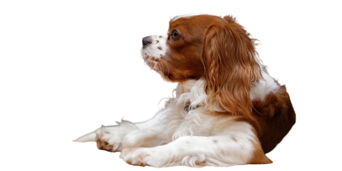 Waggel Blog - Spaniel Breeds | UK's Top 15 Types of Spaniels