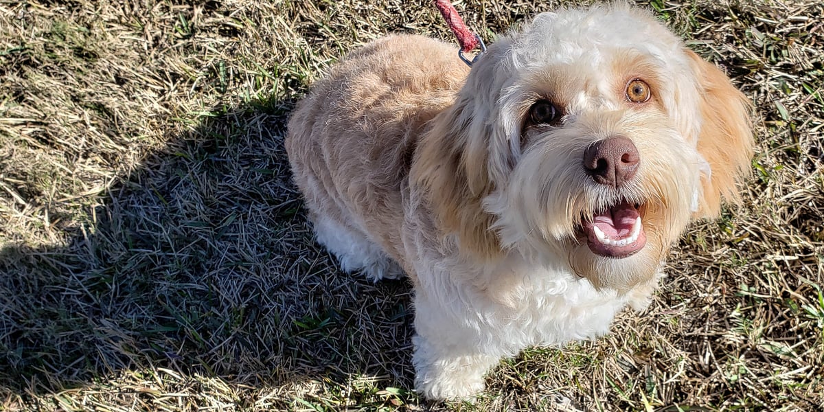 Waggel Blog - The Cockapoo Colour Wheel