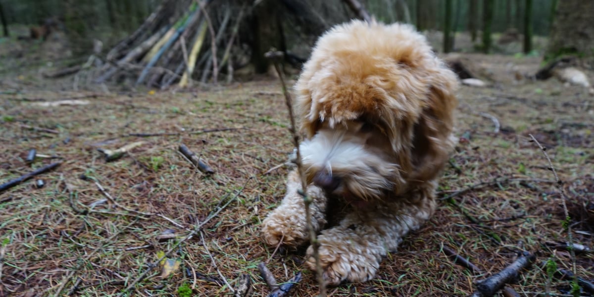 Waggel Blog - The Cockapoo Colour Wheel