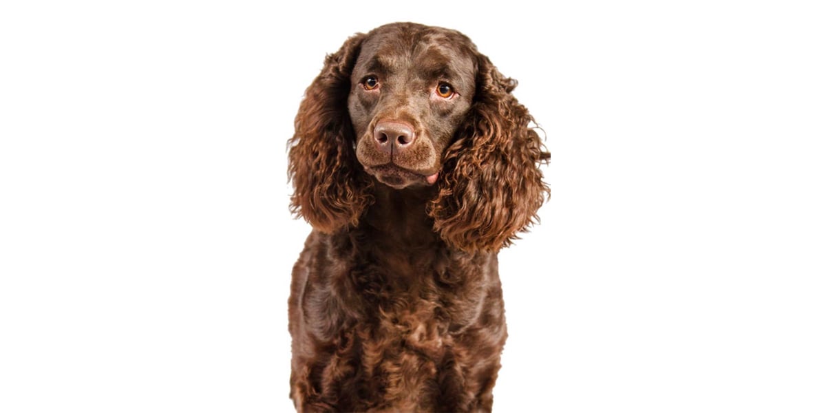 Waggel Blog - Spaniel Breeds | UK's Top 15 Types of Spaniels
