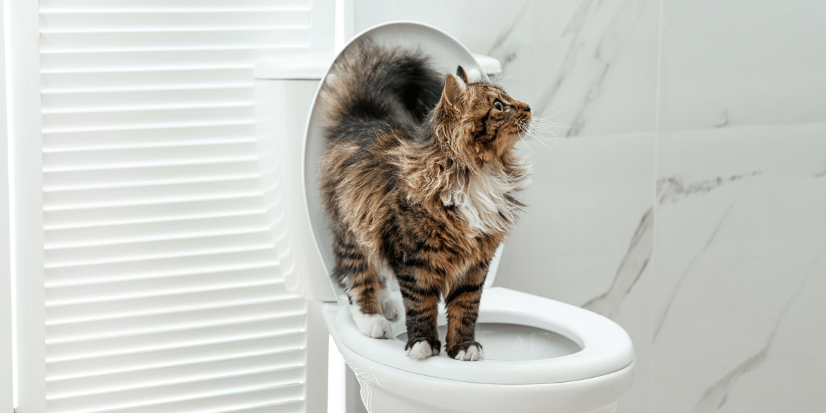 Waggel Blog - The Ultimate Guide to Cat Diarrhoea: Symptoms, Causes and ...