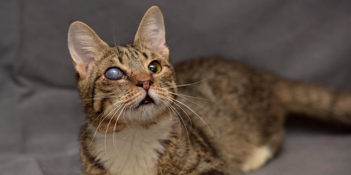 Waggel Blog - The Purrfect Guide to Understanding Cat Eye Problems