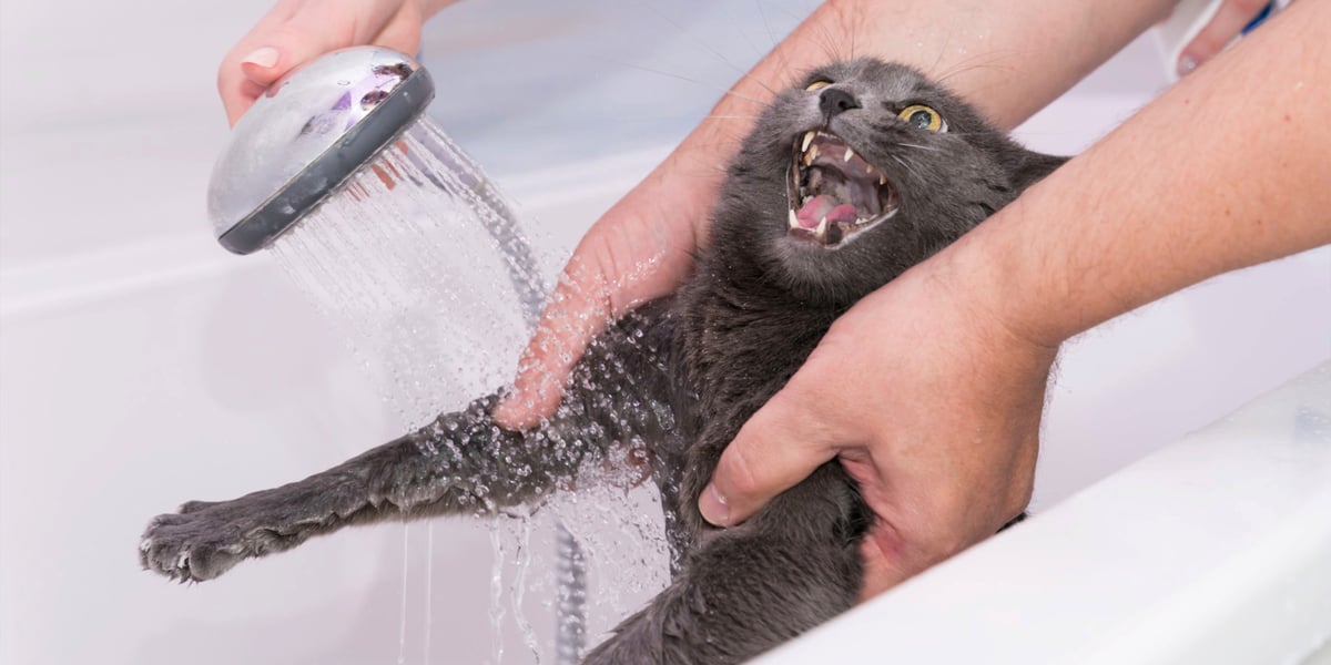 Waggel Blog - Cat Grooming Guide | Tips to Groom Your Cat