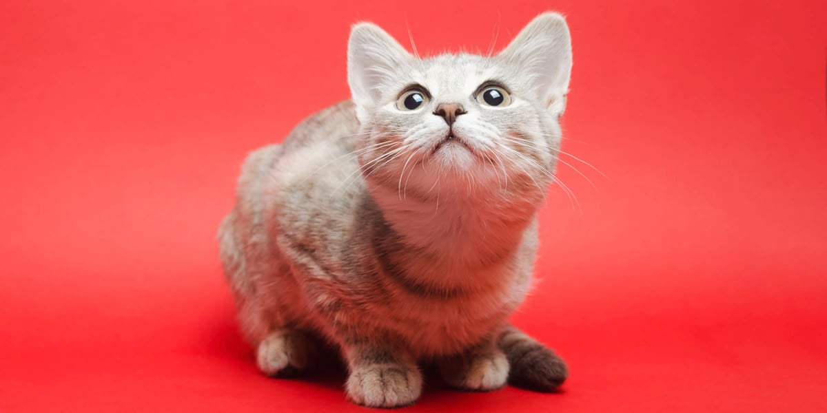 Waggel Blog - Why Do Cats Wag Their Tails? - Cat Behaviour Explained