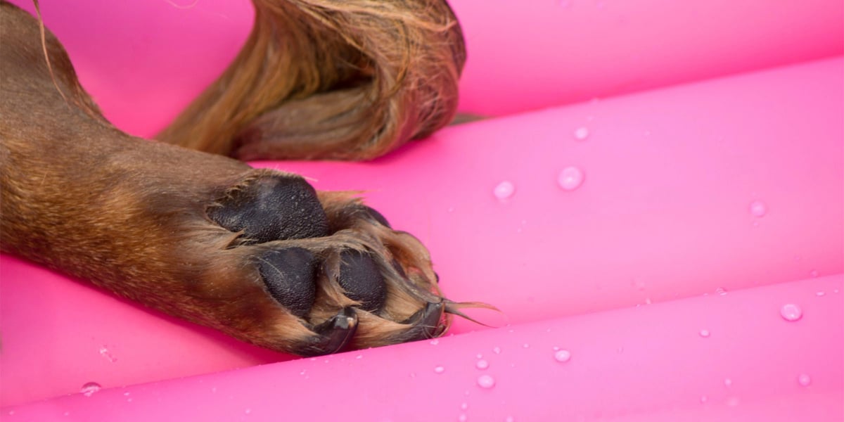 Waggel Blog - Dog Paw Cleaners - Cleaning those Winter Messes