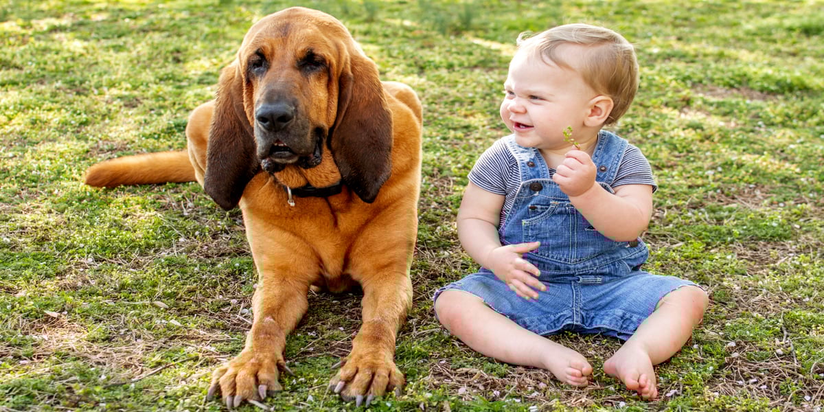 Waggel Blog - Dogs With Long Ears - 10 Long-Eared Dog Breeds With Pics